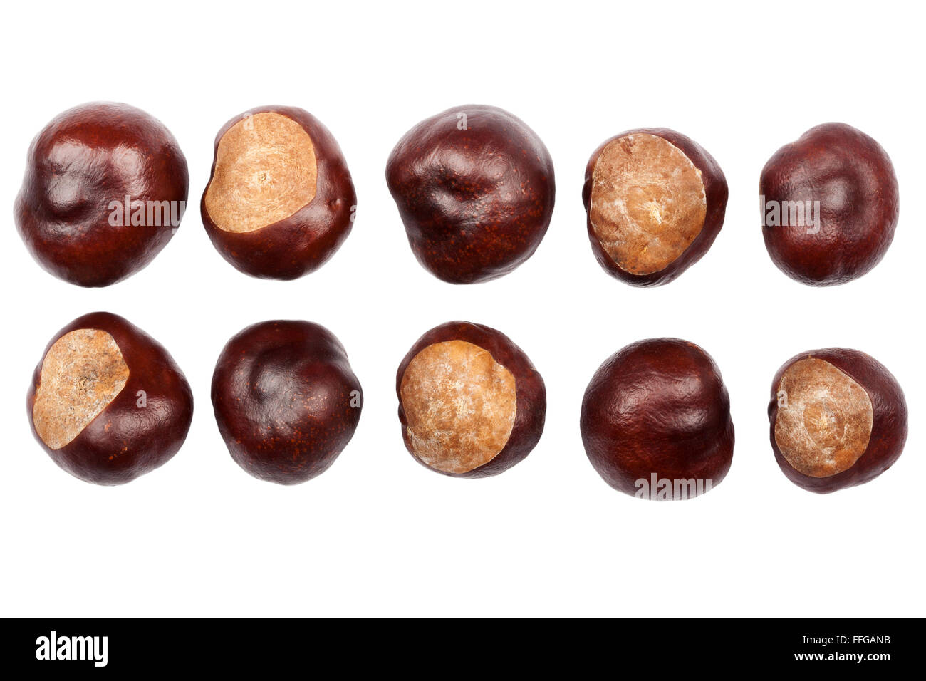 Smooth conker hi-res stock photography and images - Alamy
