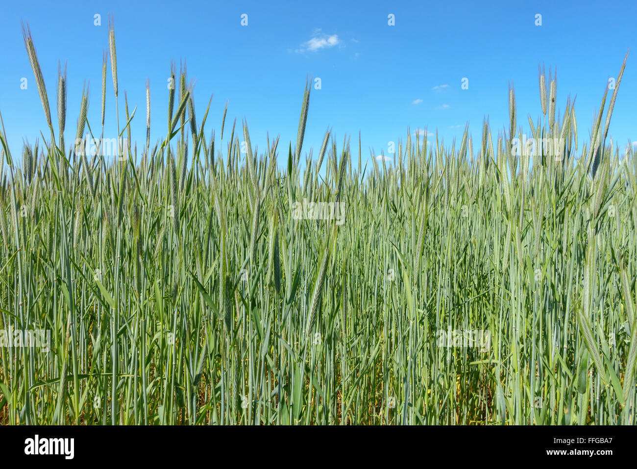 Closeup wheat crops in hi-res stock photography and images - Alamy