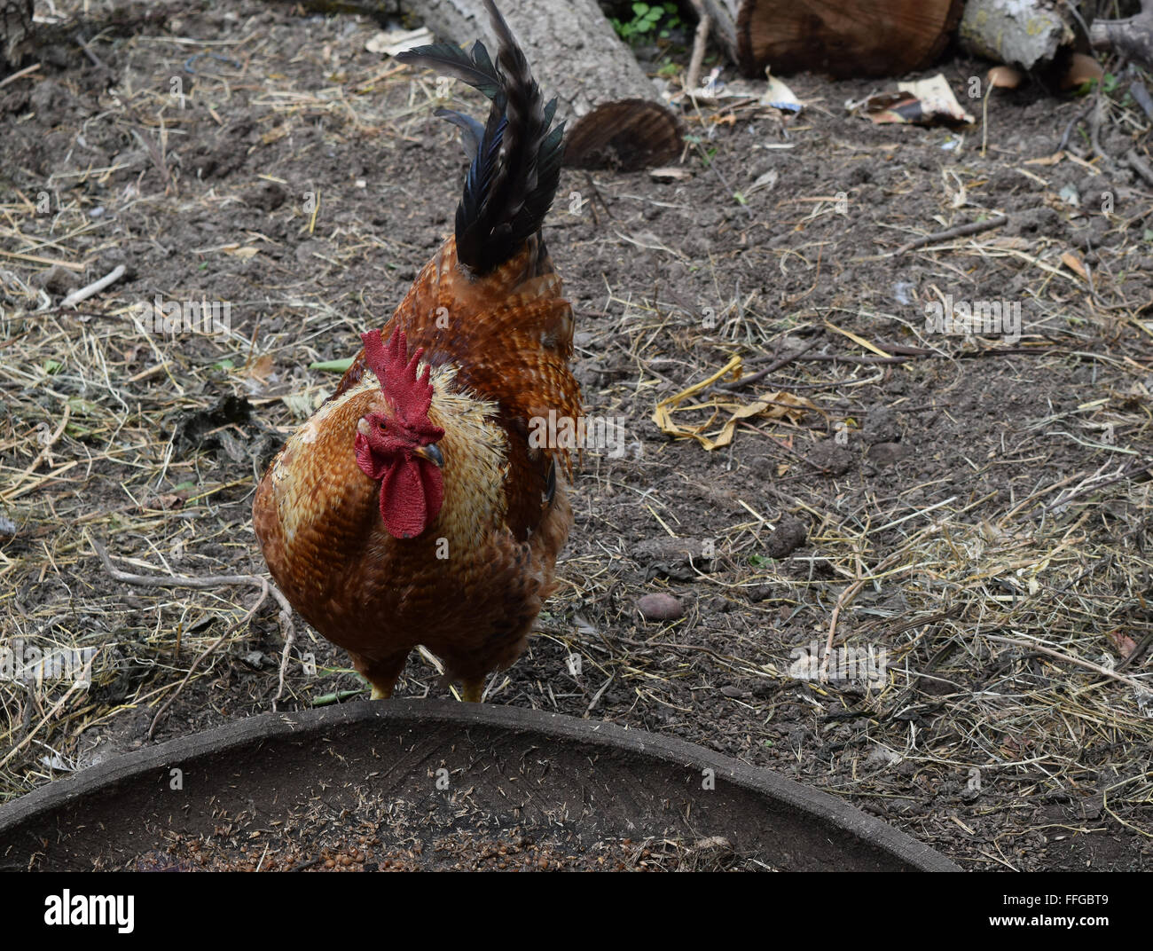 Chicken in a palm. Cultivation of domestic hens Stock Photo - Alamy