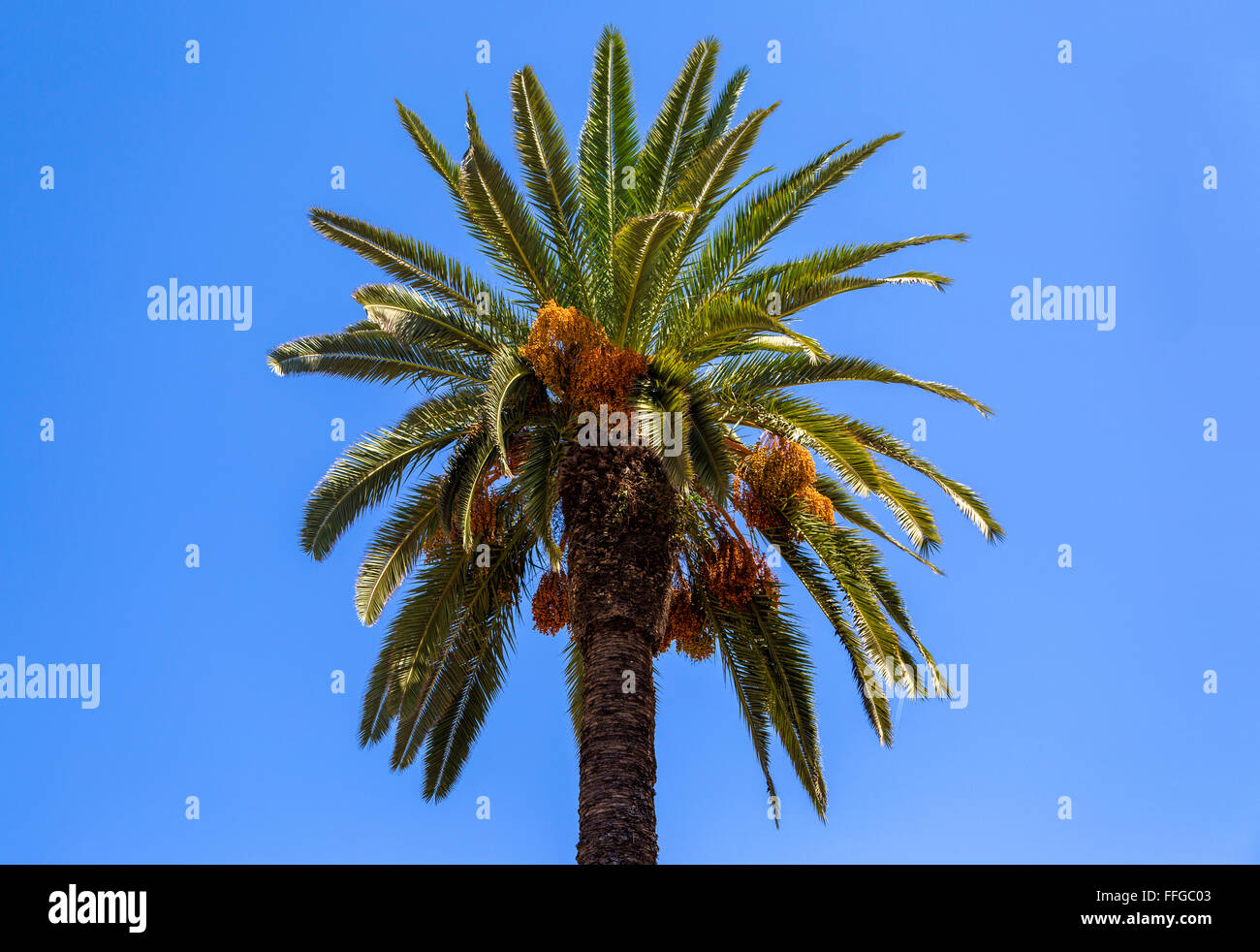 Palm tree green hi-res stock photography and images - Alamy