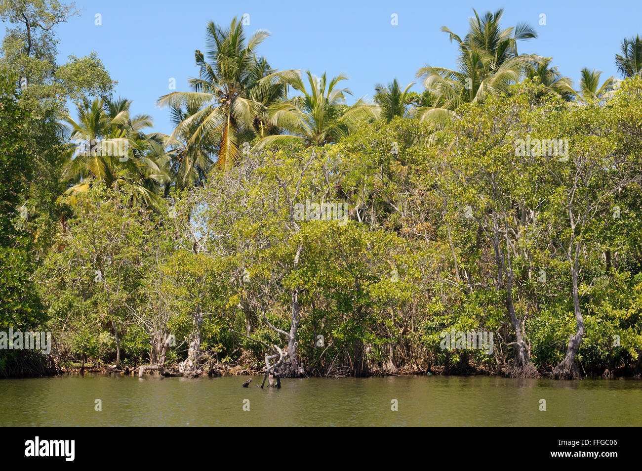 Mangrove trees sri lanka hi-res stock photography and images - Alamy