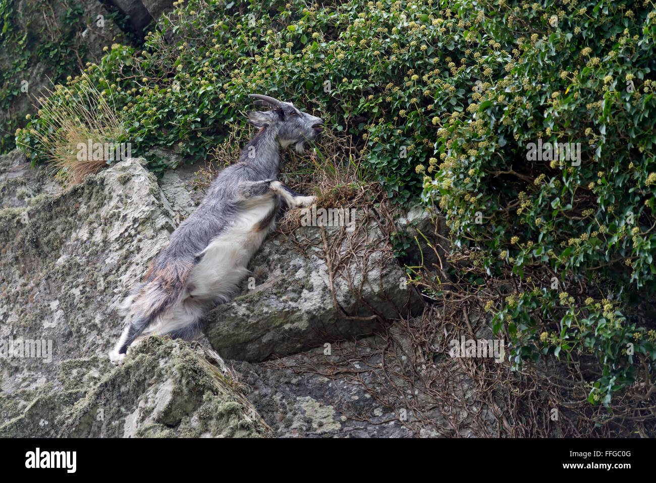 Wild Goat (Capra aegagrus Stock Photo - Alamy