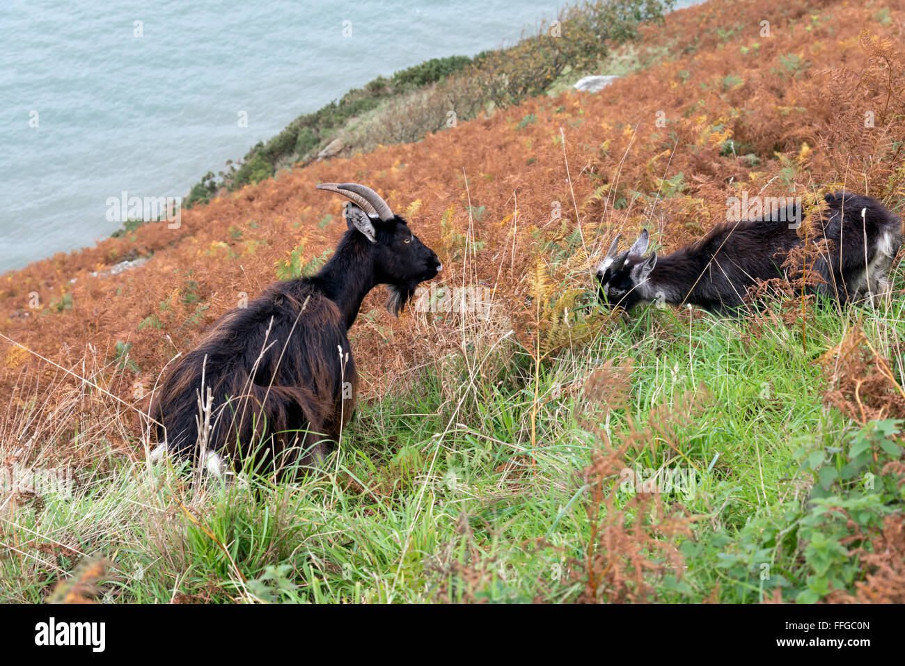 Wild Goats (Capra aegagrus Stock Photo - Alamy