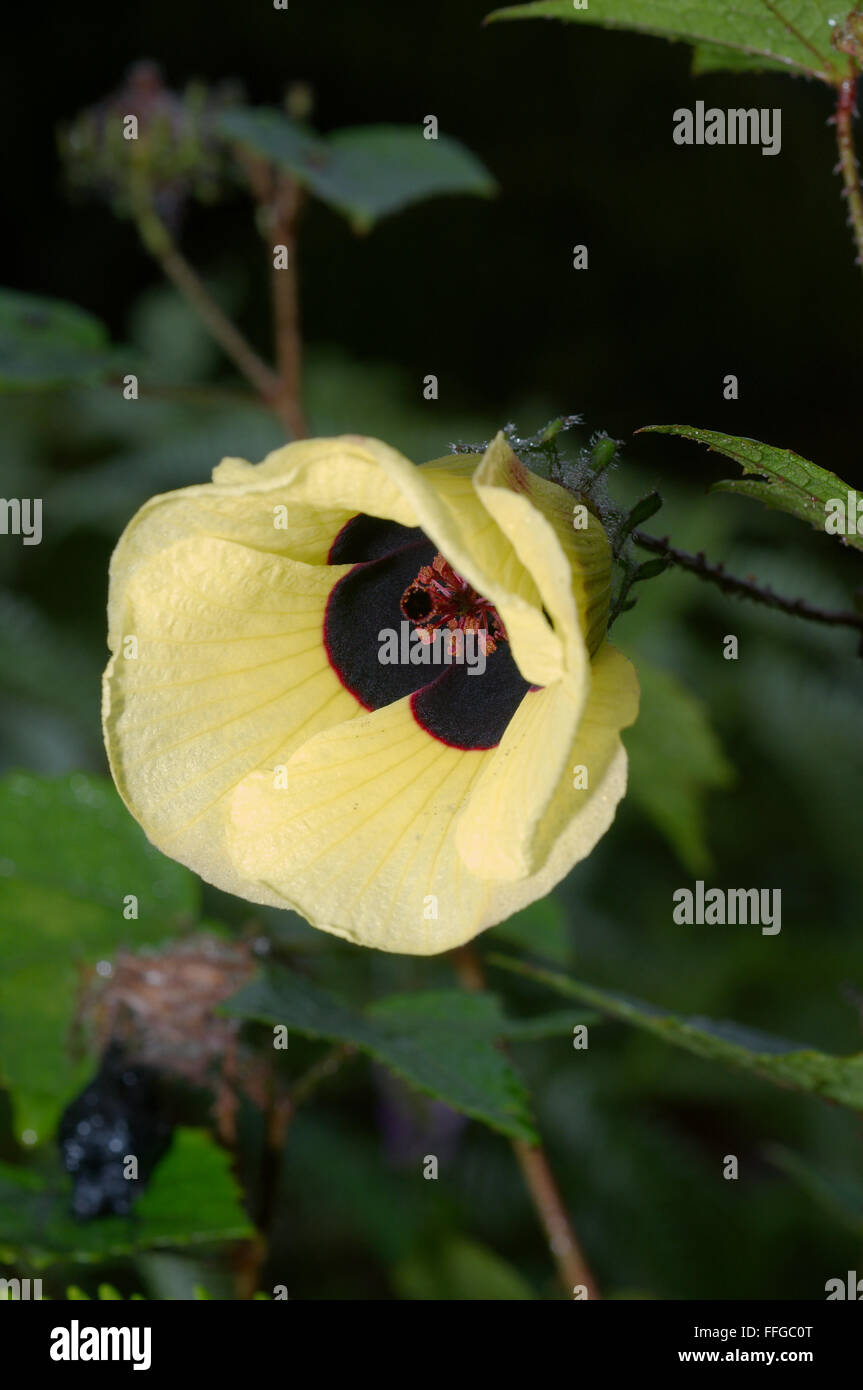 Wild yellow hibiscus (Hibiscus), Sinharaja Forest Reserve, Sinharaja ...