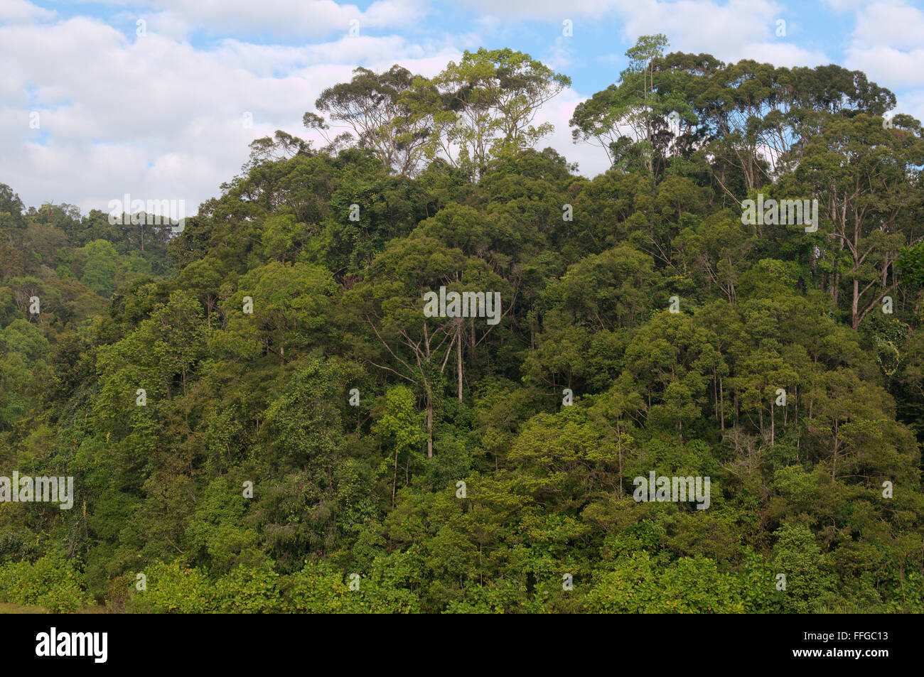 Sri lanka sinharaja forest reserve hi-res stock photography and images ...