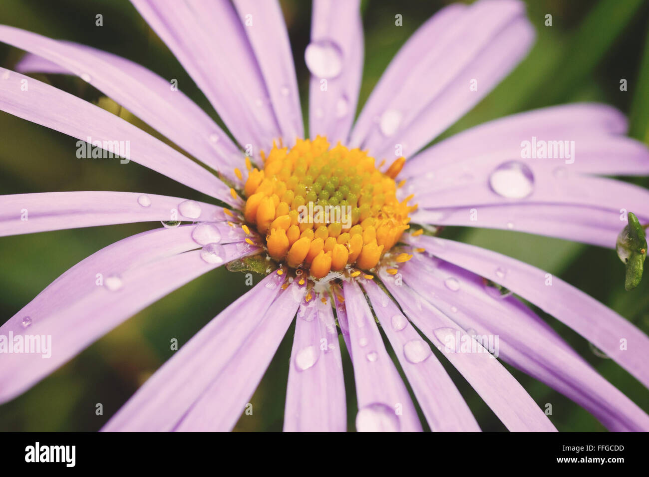 beautiful violet daisy Stock Photo - Alamy