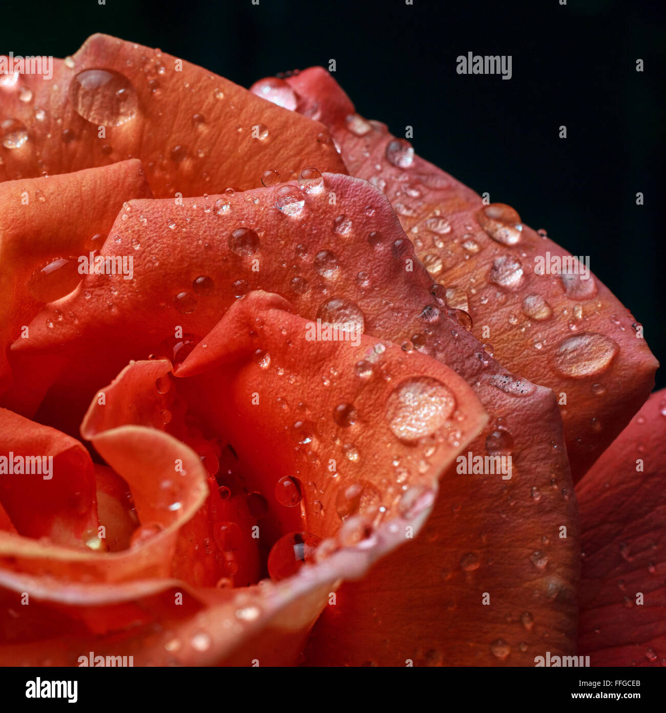 Pink rose with dew drops Stock Photo - Alamy