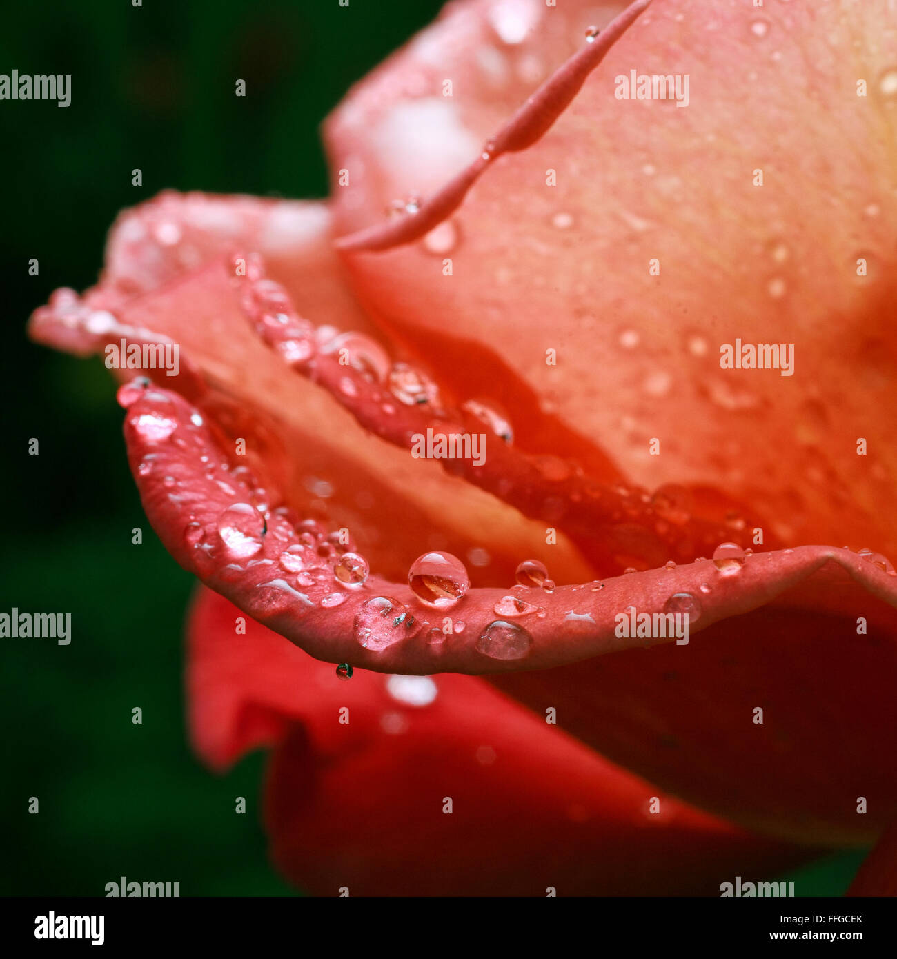 Pink rose with dew drops Stock Photo - Alamy