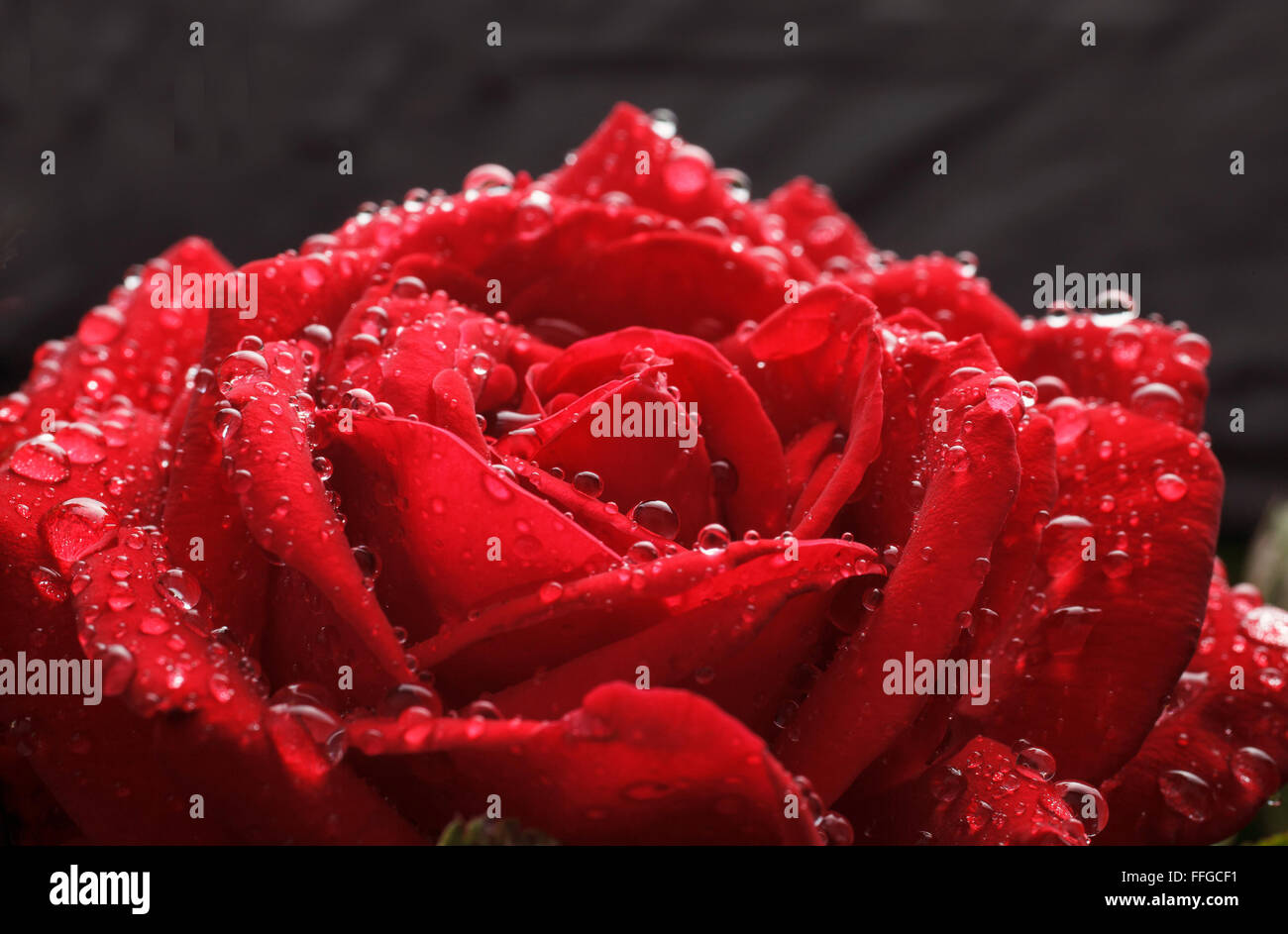 dew drops on rose Stock Photo - Alamy