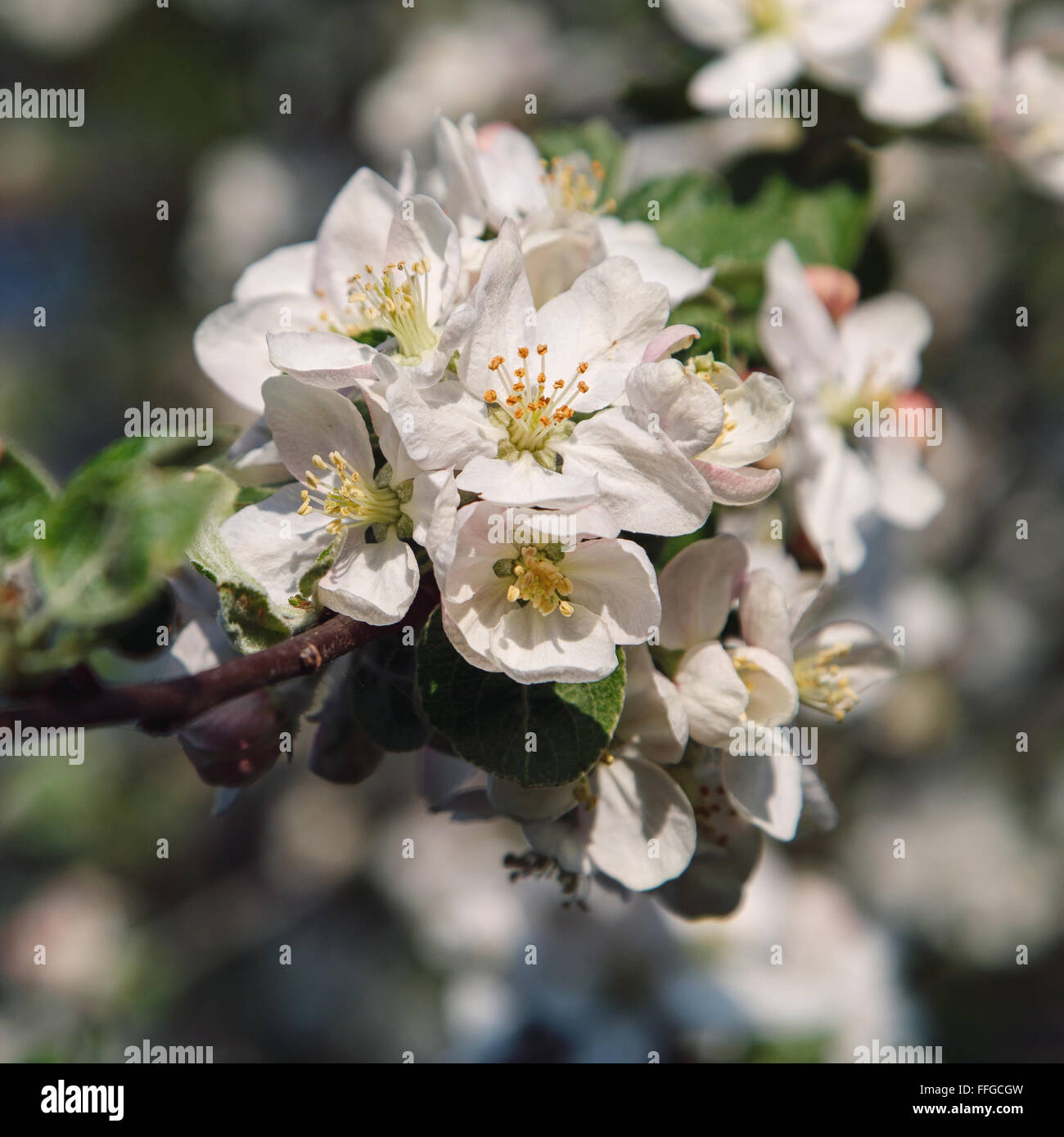 Spring Cherry blossoms Stock Photo - Alamy