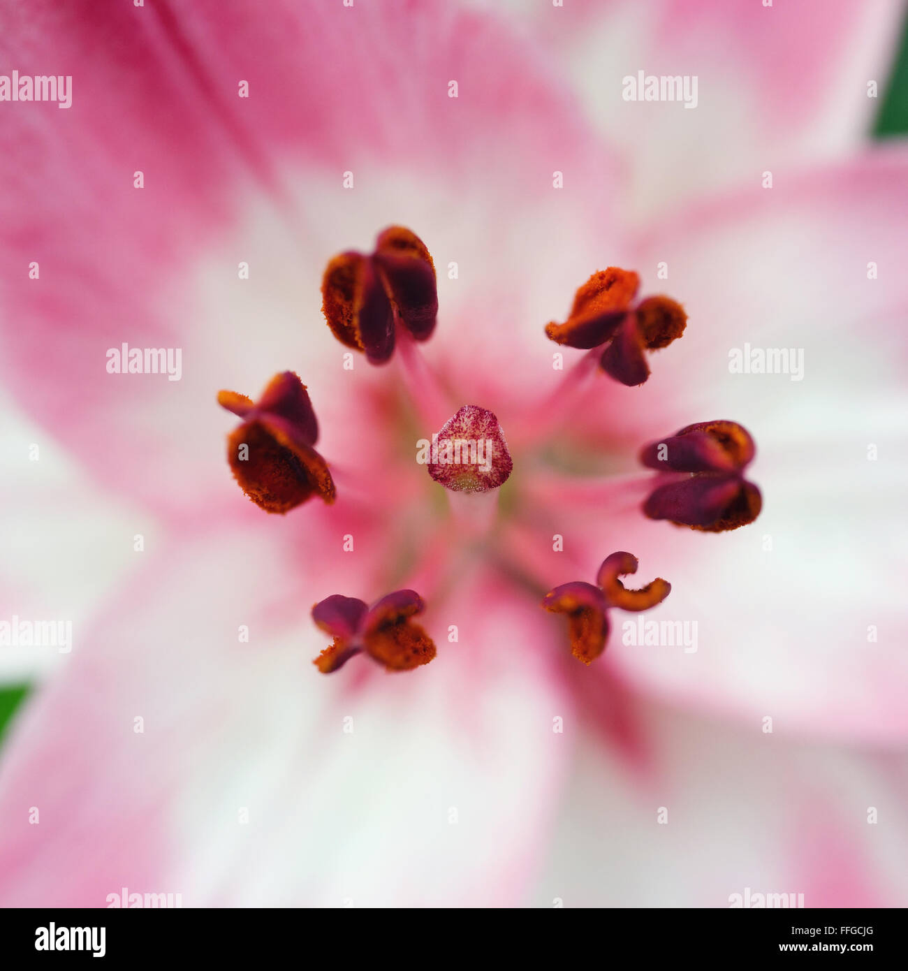 Beautiful fresh pink flower heads Stock Photo - Alamy