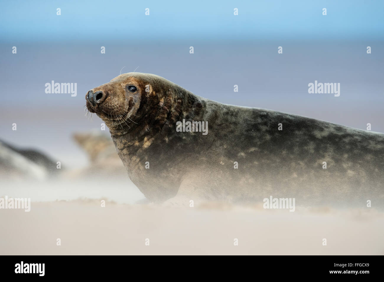 Atlantic Grey Seal (Halichoerus Grypus Stock Photo - Alamy