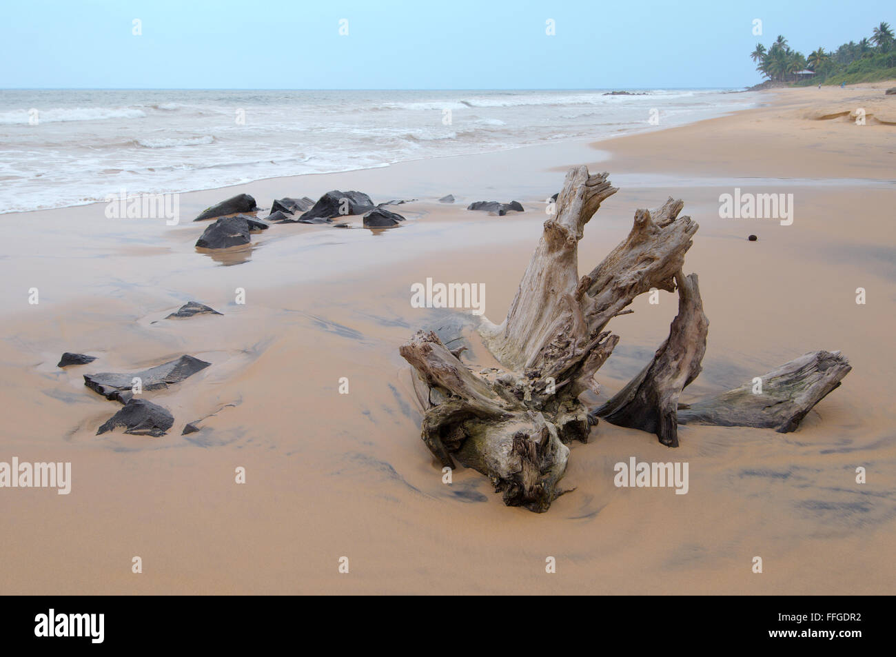 stump thrown on the sandy shore, Hikkaduwa, Sri Lanka, South Asia Stock ...