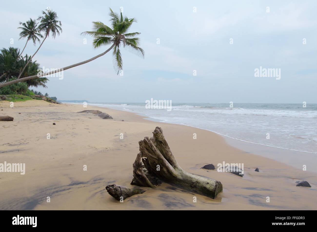 stump thrown on the sandy shore, Hikkaduwa, Sri Lanka, South Asia Stock ...