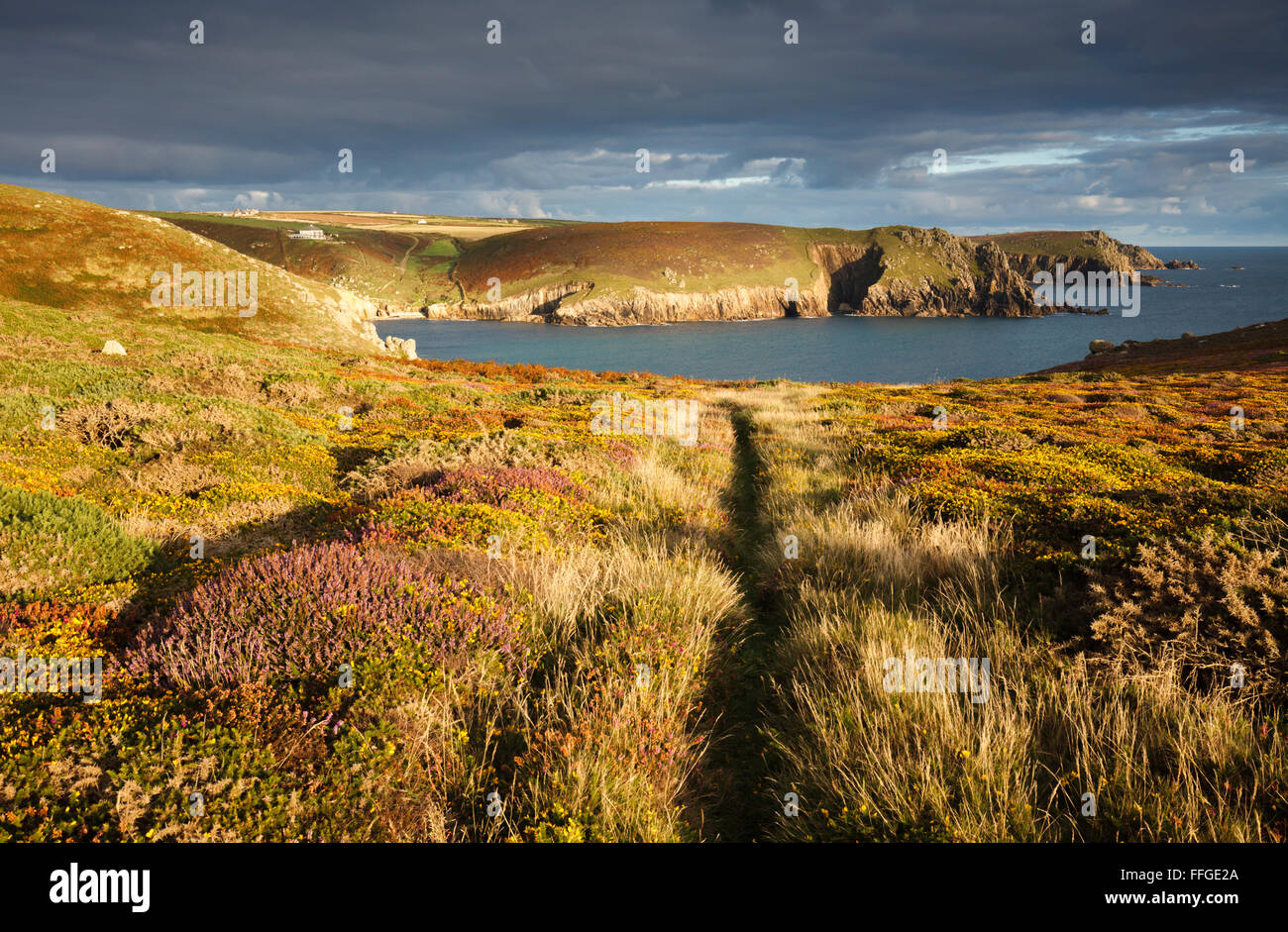 Heather High Resolution Stock Photography and Images - Alamy