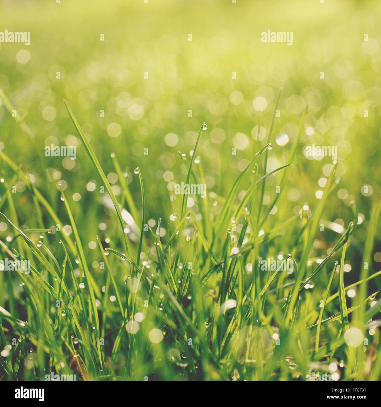 Green grass with water drops Stock Photo - Alamy
