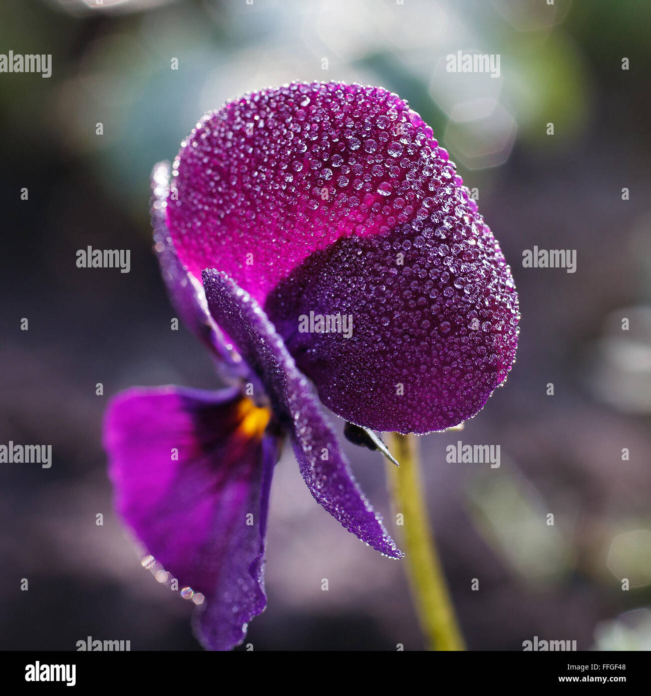 Dew drops on Viola tricolor flower Stock Photo - Alamy