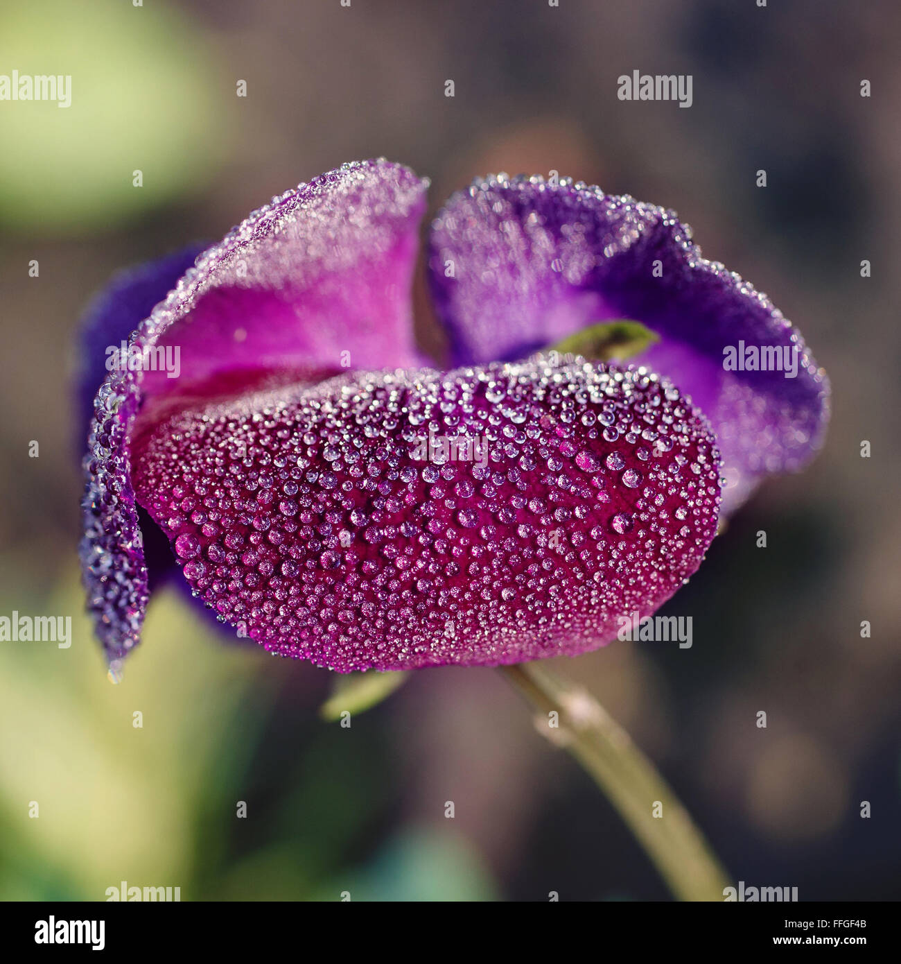 Dew drops on the Viola tricolor flower Stock Photo - Alamy