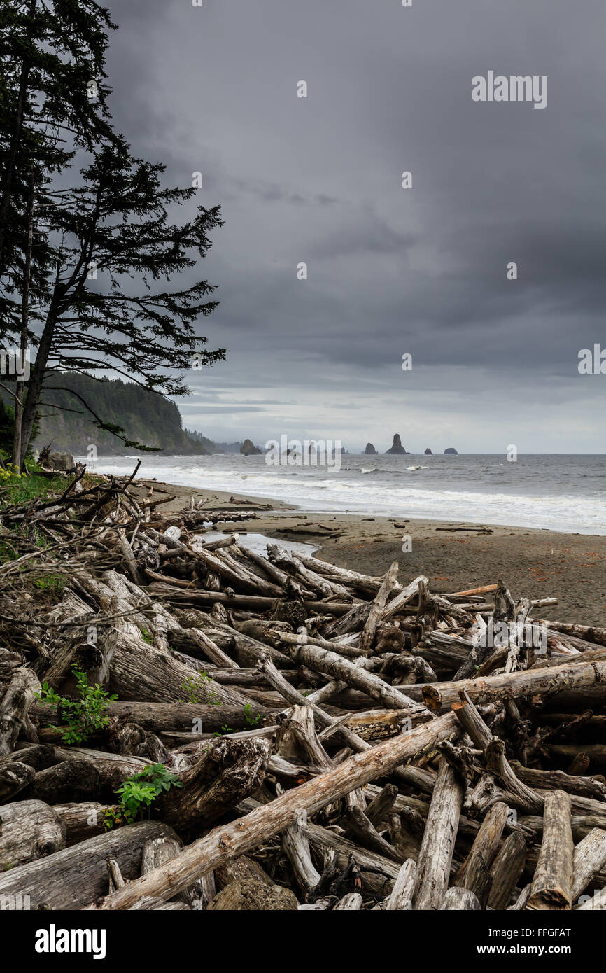 Logs on a beach hi-res stock photography and images - Alamy
