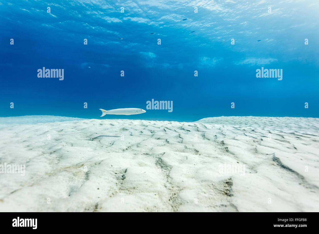 Sand Tilefish Malacanthus plumieri above white sand in Caribbean Stock ...