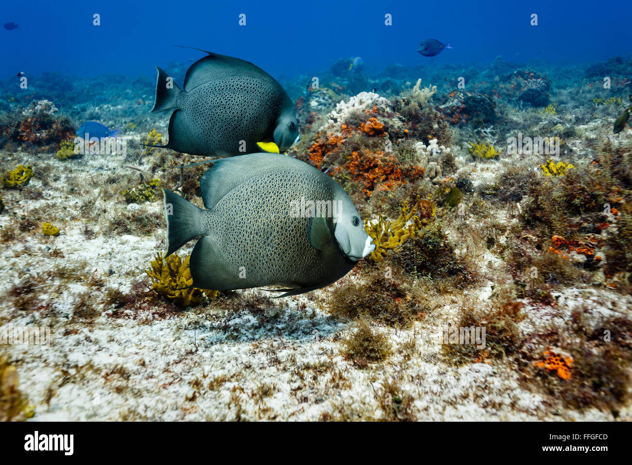 Two angelfish on reef hi-res stock photography and images - Alamy