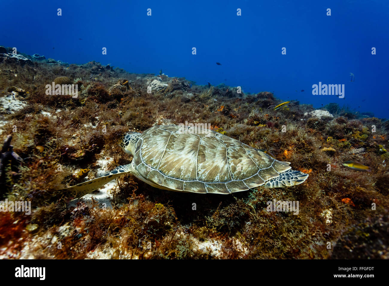 Turtle eating fish hi-res stock photography and images - Alamy