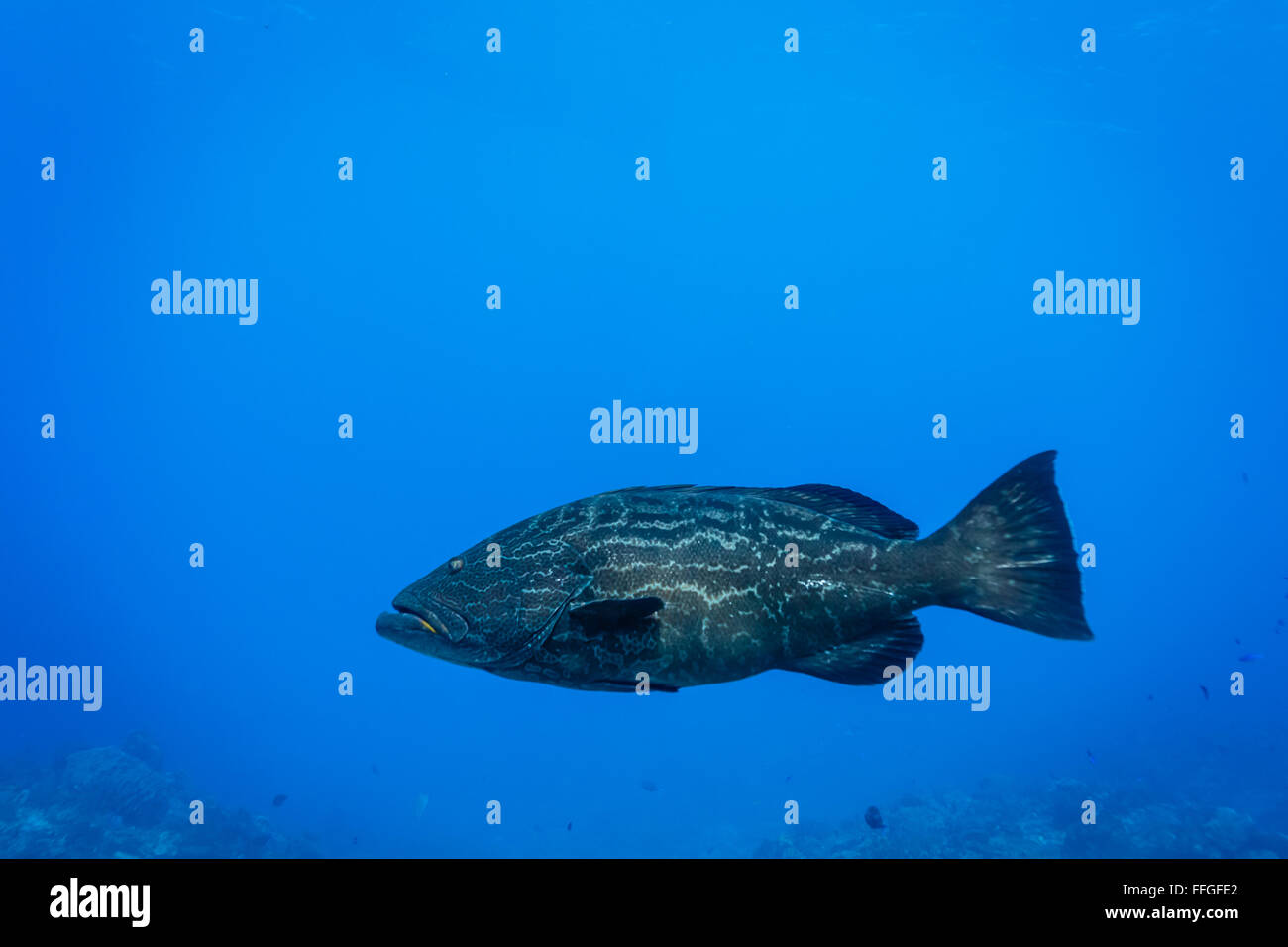close up of Goliath Grouper fish, Epinephelus itajara, from side ...
