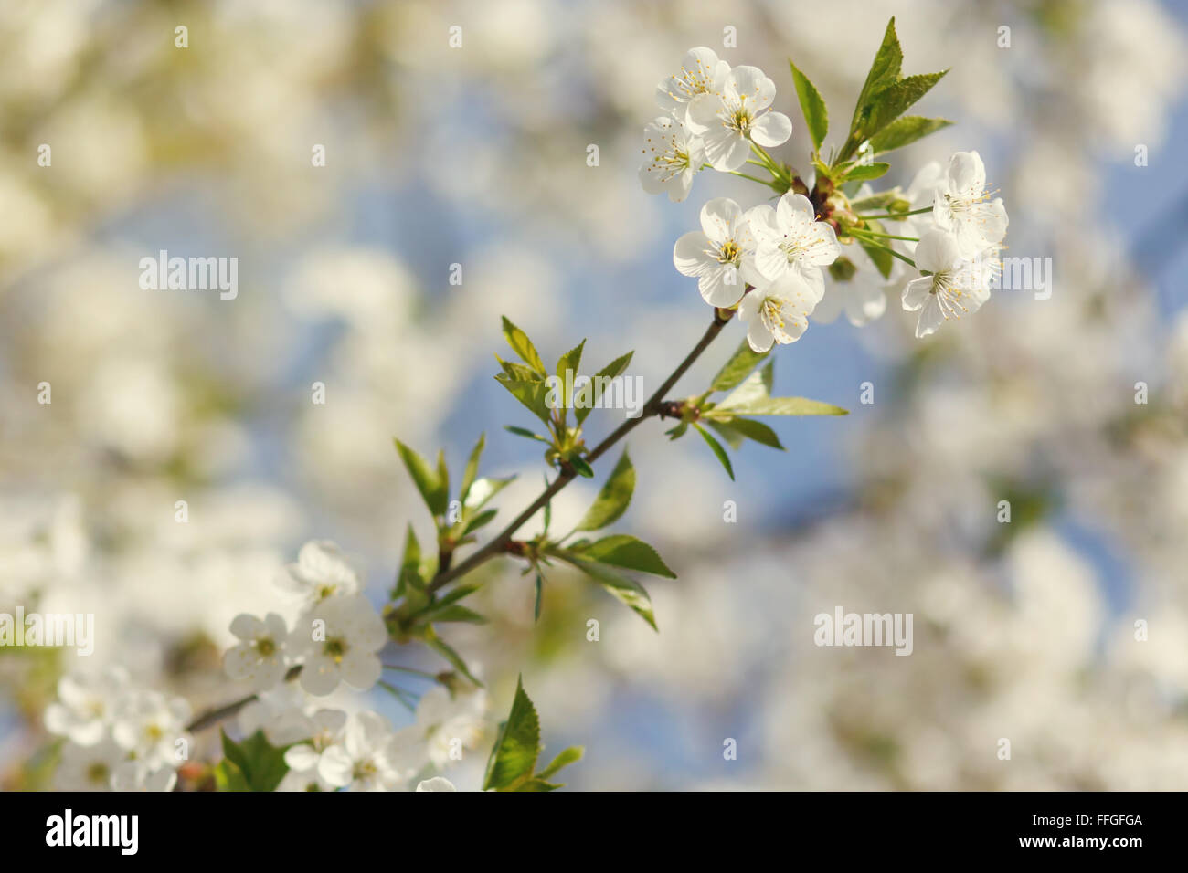 white flowers blooming on branch Stock Photo - Alamy