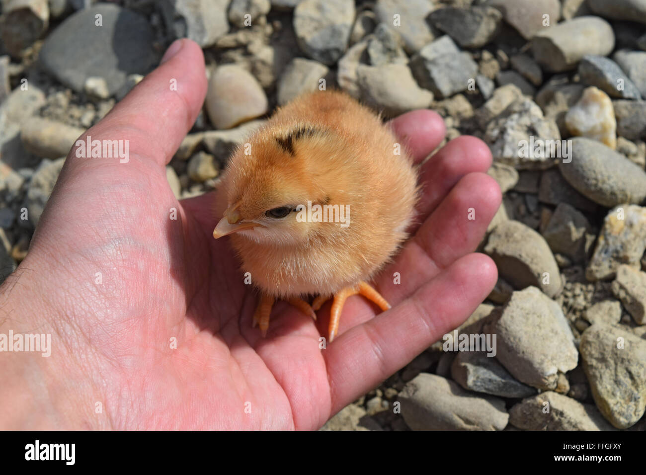 Chicken in a palm. Cultivation of domestic hens Stock Photo - Alamy