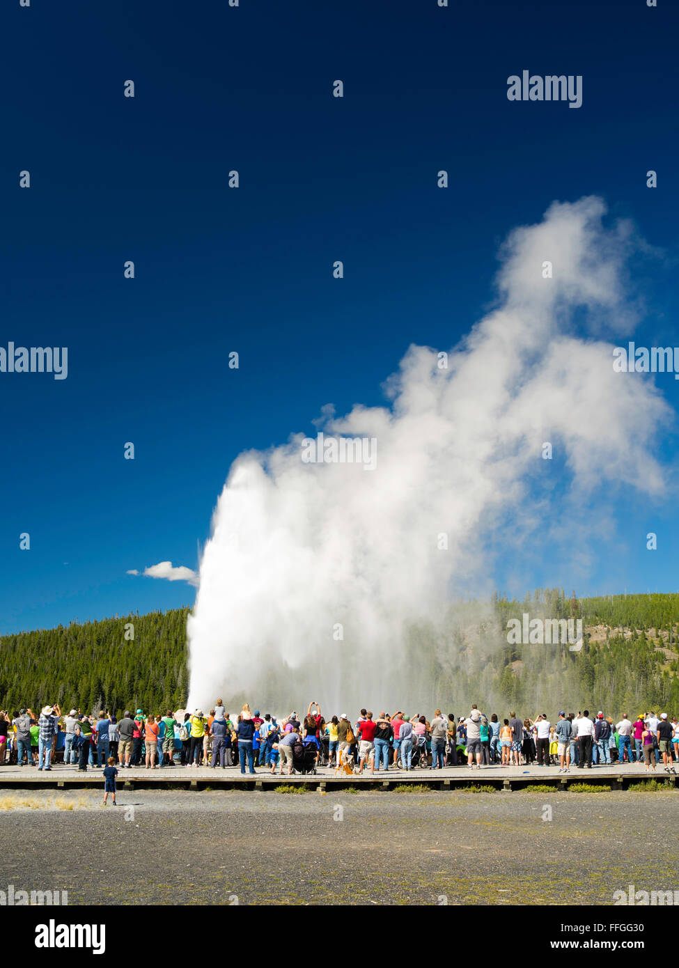 Old Faithful geyser erupts in Yellowstone National Park, Wyoming ...