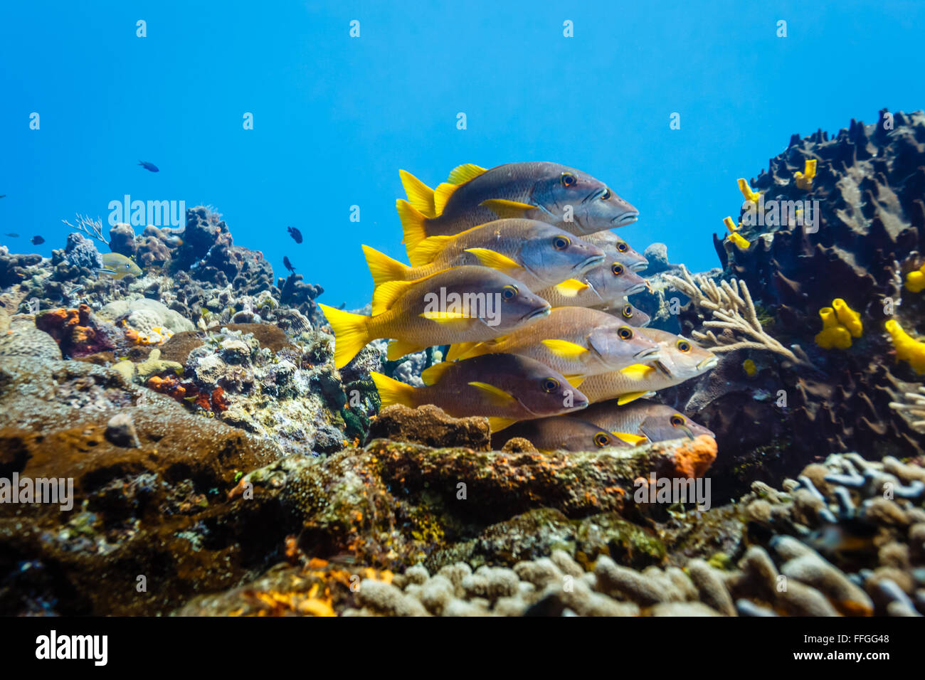 Schoolmaster snappers latjanus apodus on coral reef in Caribbean Stock ...