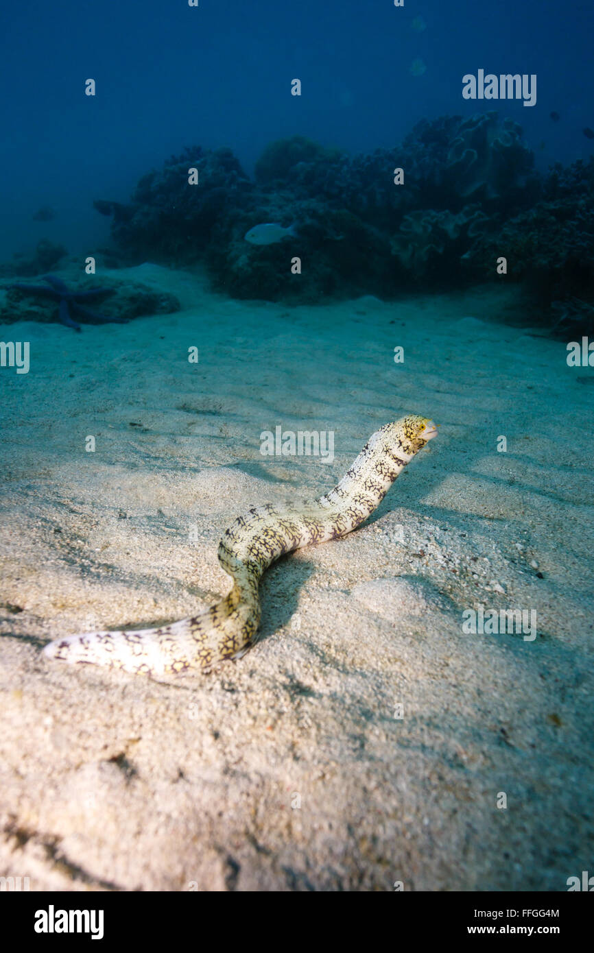 Snowflake moray eel Echidna nebulosa on sand scavages for food Stock ...