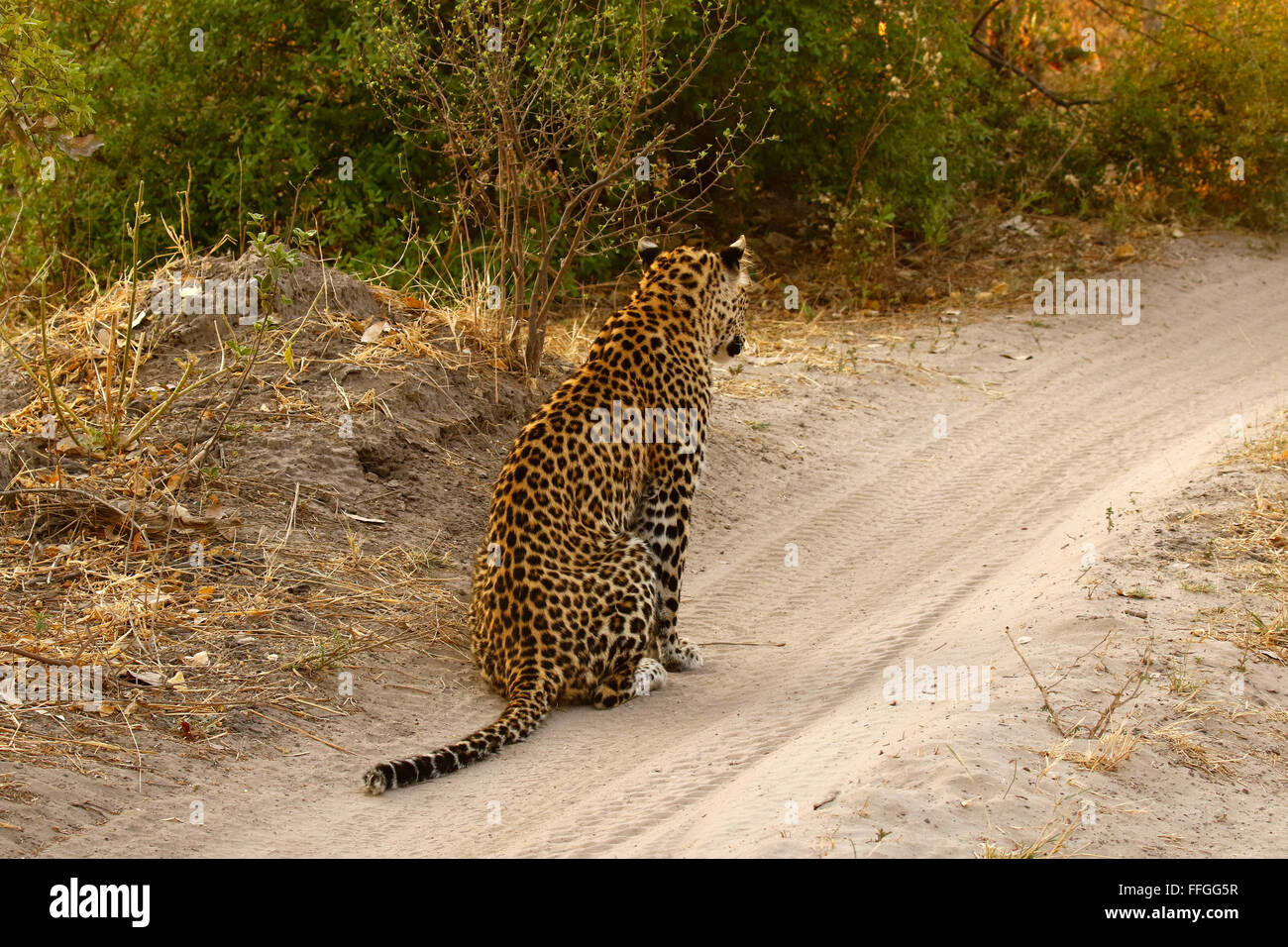 Leopards are agile and stealthy predators. They have massive skulls ...