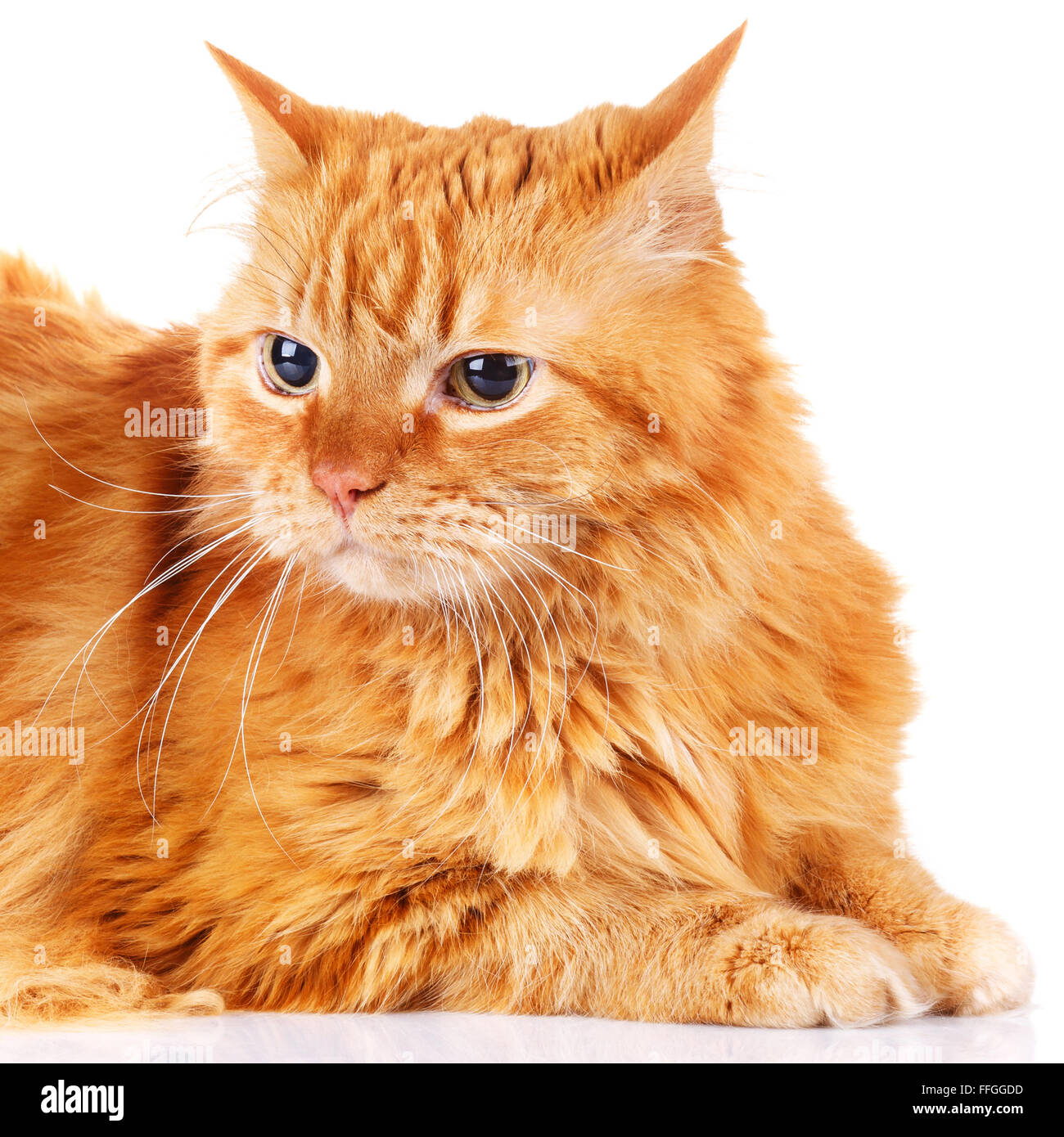 Red cat isolated on a white background Stock Photo - Alamy