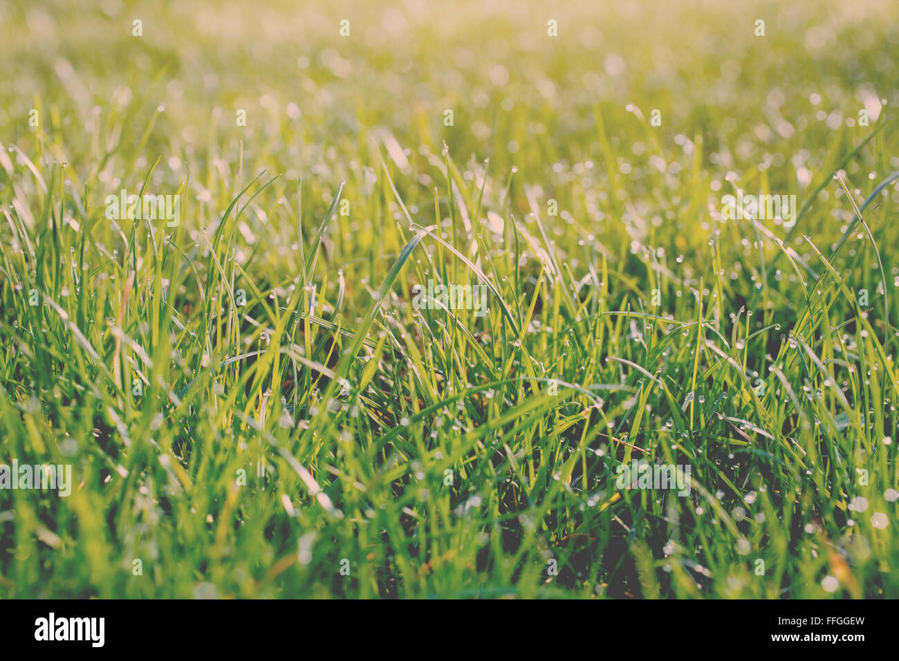 top view of green grass Stock Photo - Alamy