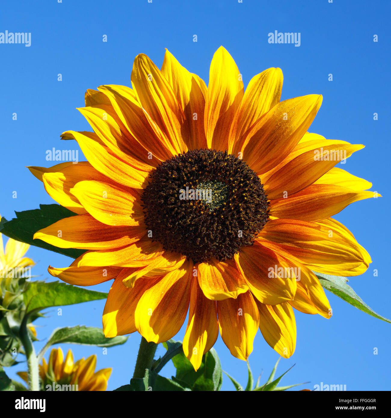 Close-up of a colorful sunflower Stock Photo - Alamy