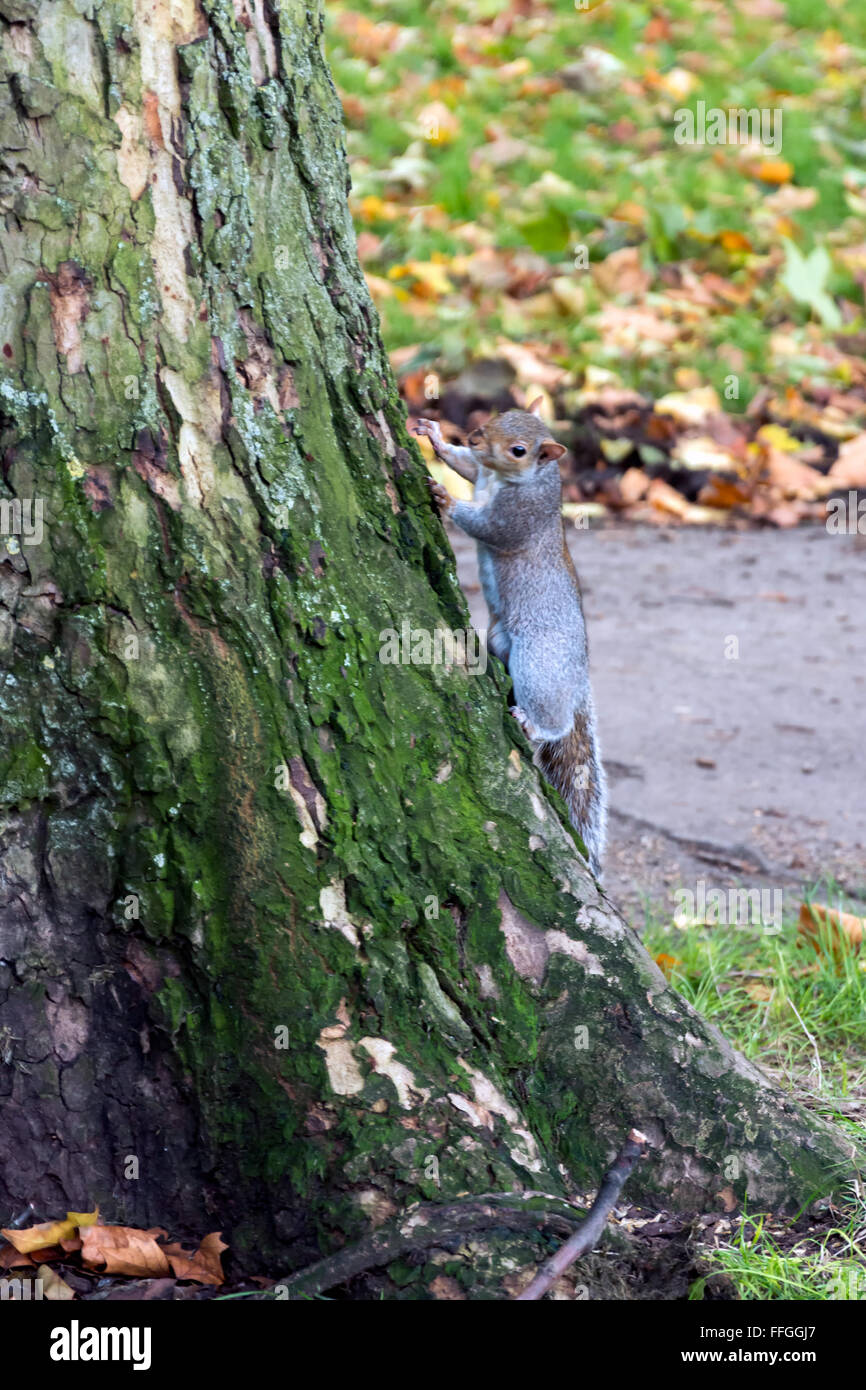 Grey squirrel running branches hi-res stock photography and images - Alamy