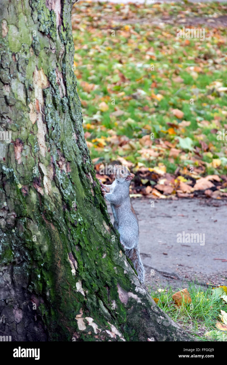 Grey squirrel running branches hi-res stock photography and images - Alamy