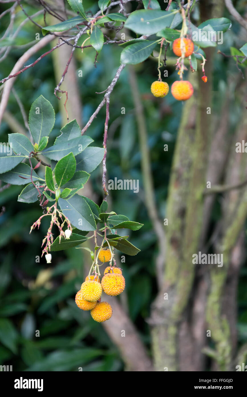 Shrubby evergreen tree hi-res stock photography and images - Alamy