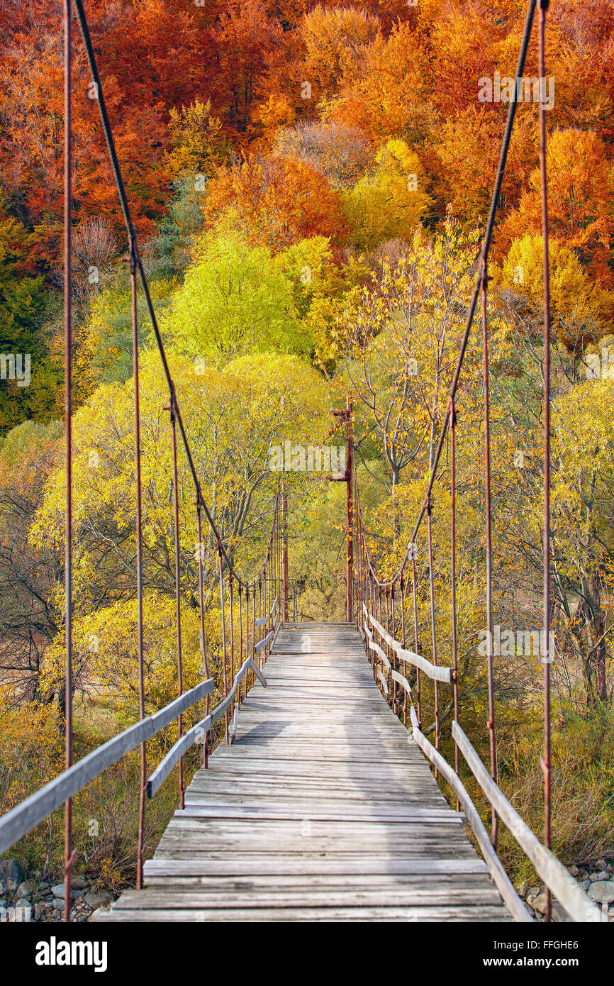 Forest rope bridge hike hi-res stock photography and images - Alamy