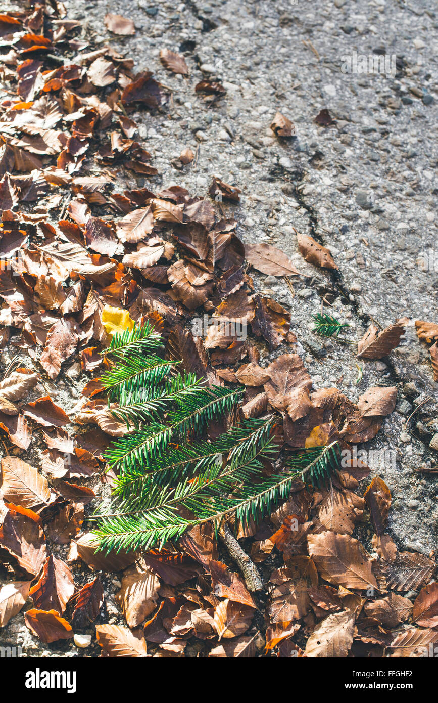 Miniature leaf forest plant hi-res stock photography and images - Alamy