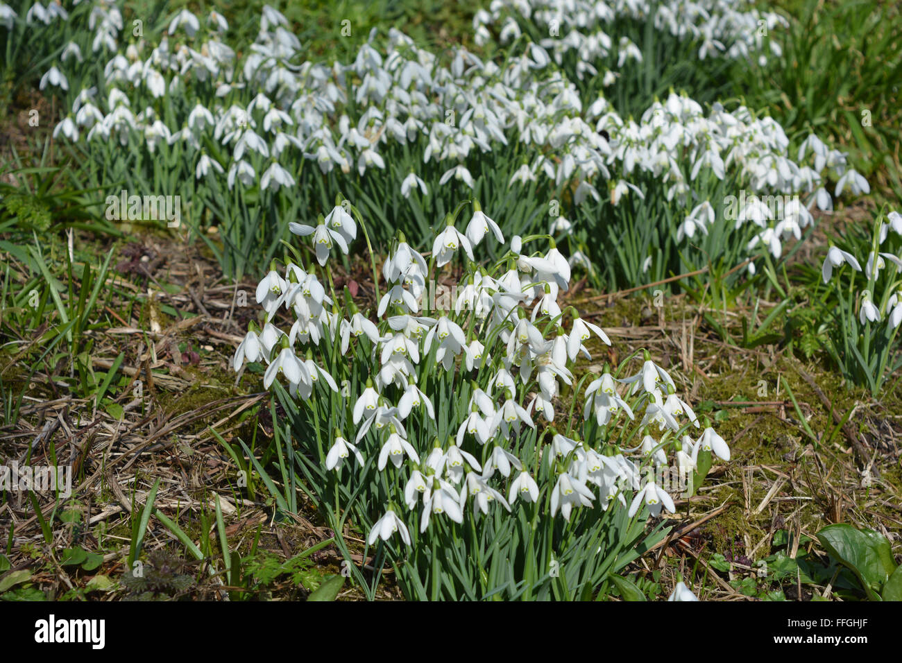 Snowdrops, in the village of Compton Valence, Dorset Stock Photo - Alamy