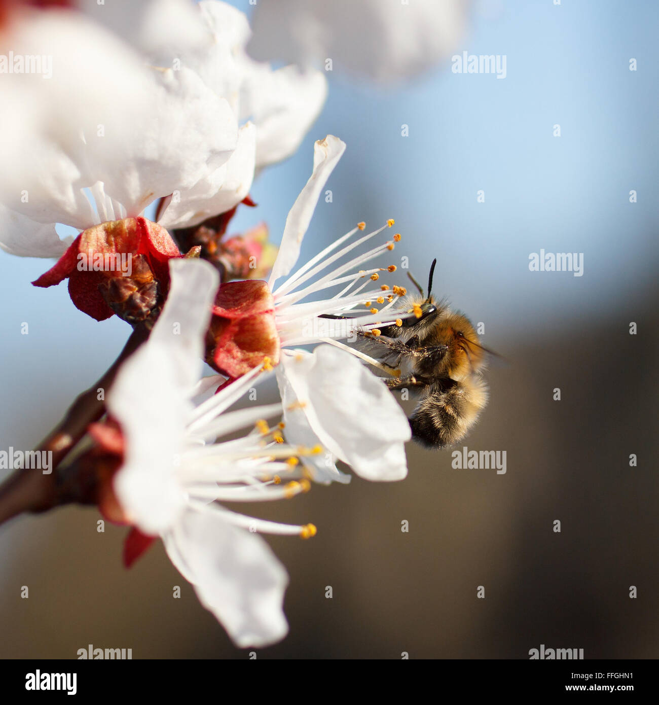 Blossoming branch with flower of cherry tree and a honey bee Stock ...