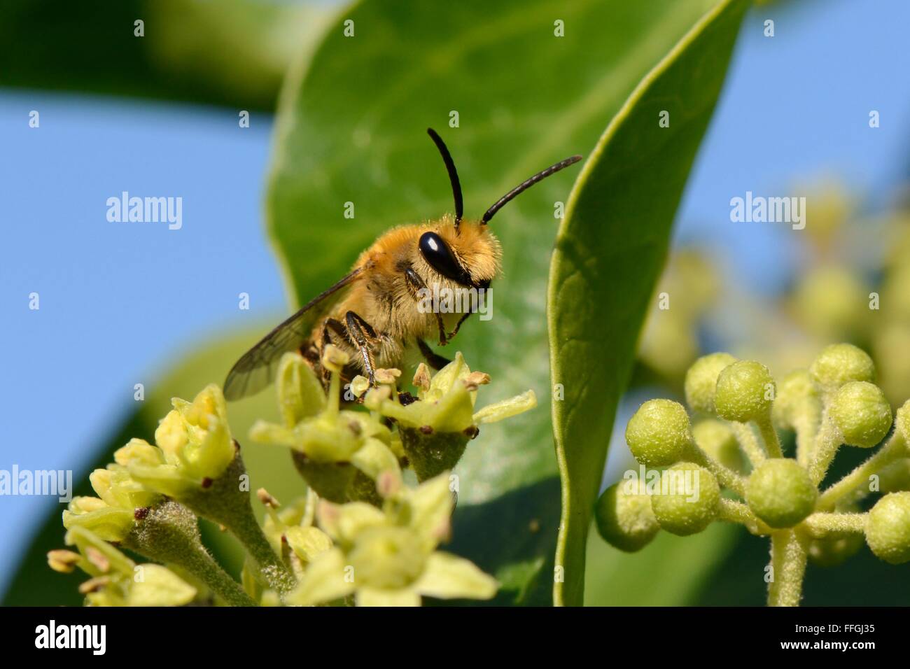 Ivy bee (Colletes hederae) about to take off from Ivy flowers (Hedera ...