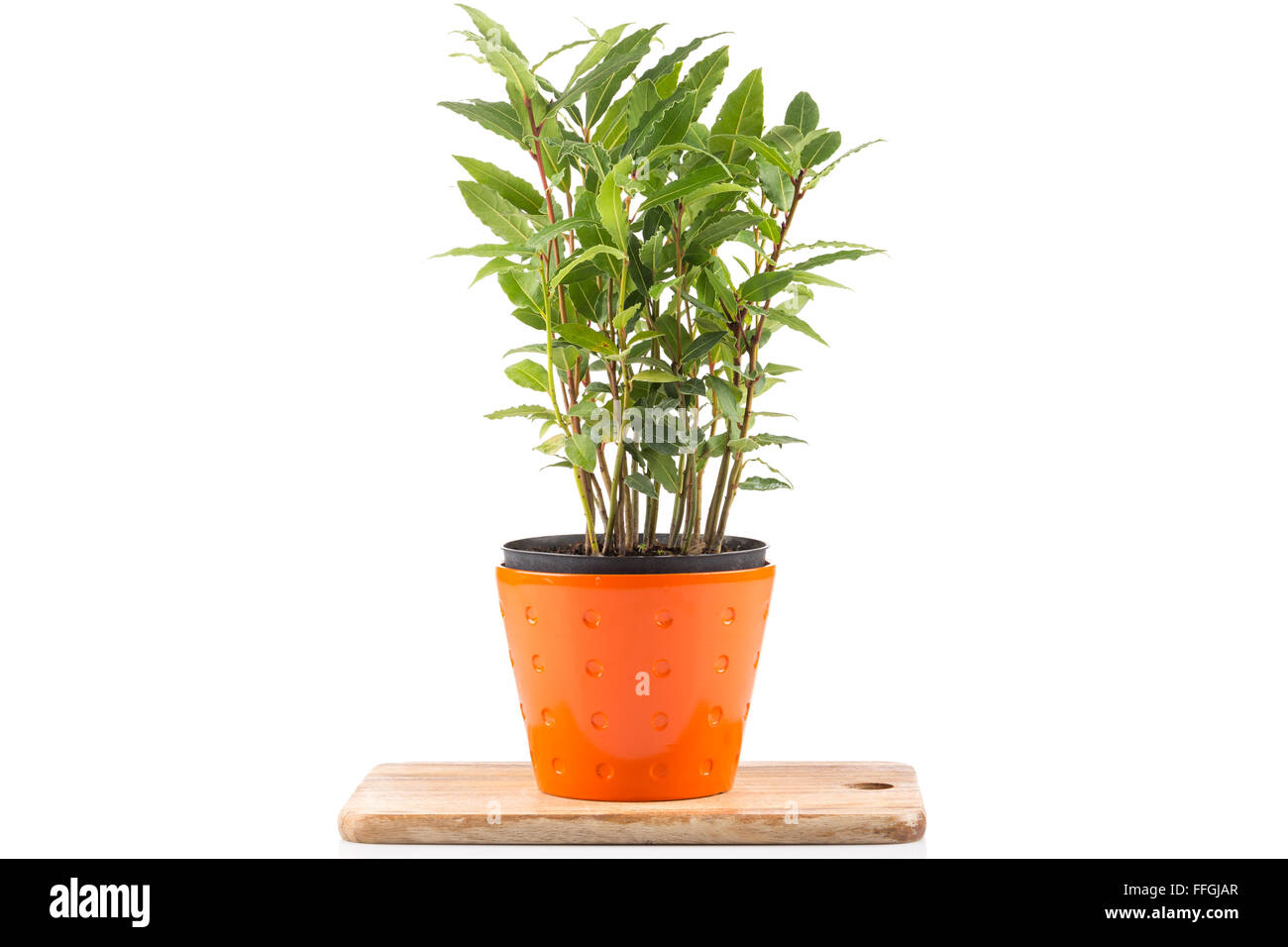Small laurel tree in flower pot isolated on white background. Closeup ...