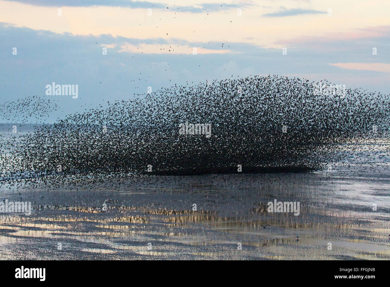 Birds in Flight, flying in the clouds flocks of Starlings at Blackpool ...