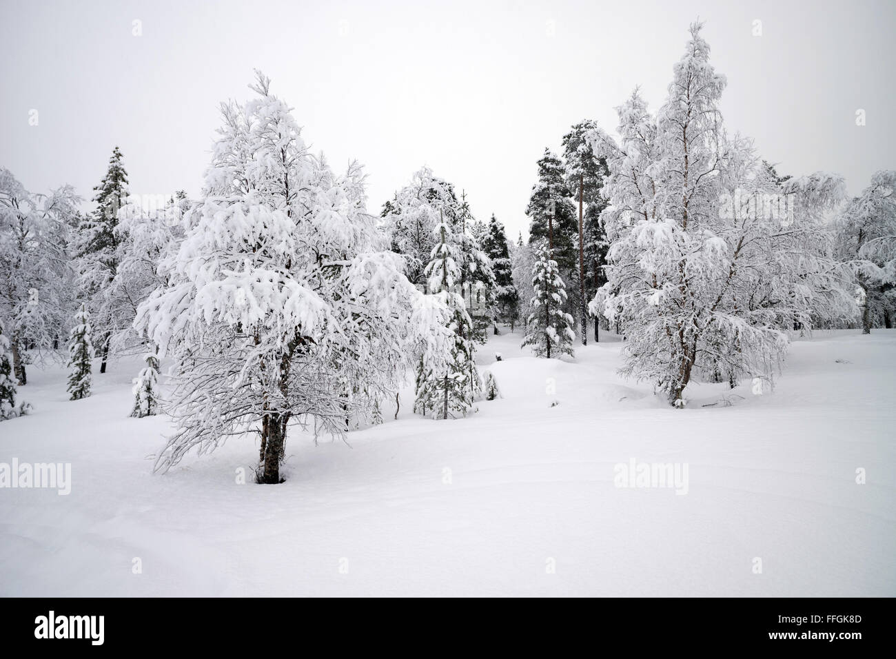 Inari, Lapland, Finland. 11th Feb, 2016. The shore of Lake Inari near ...