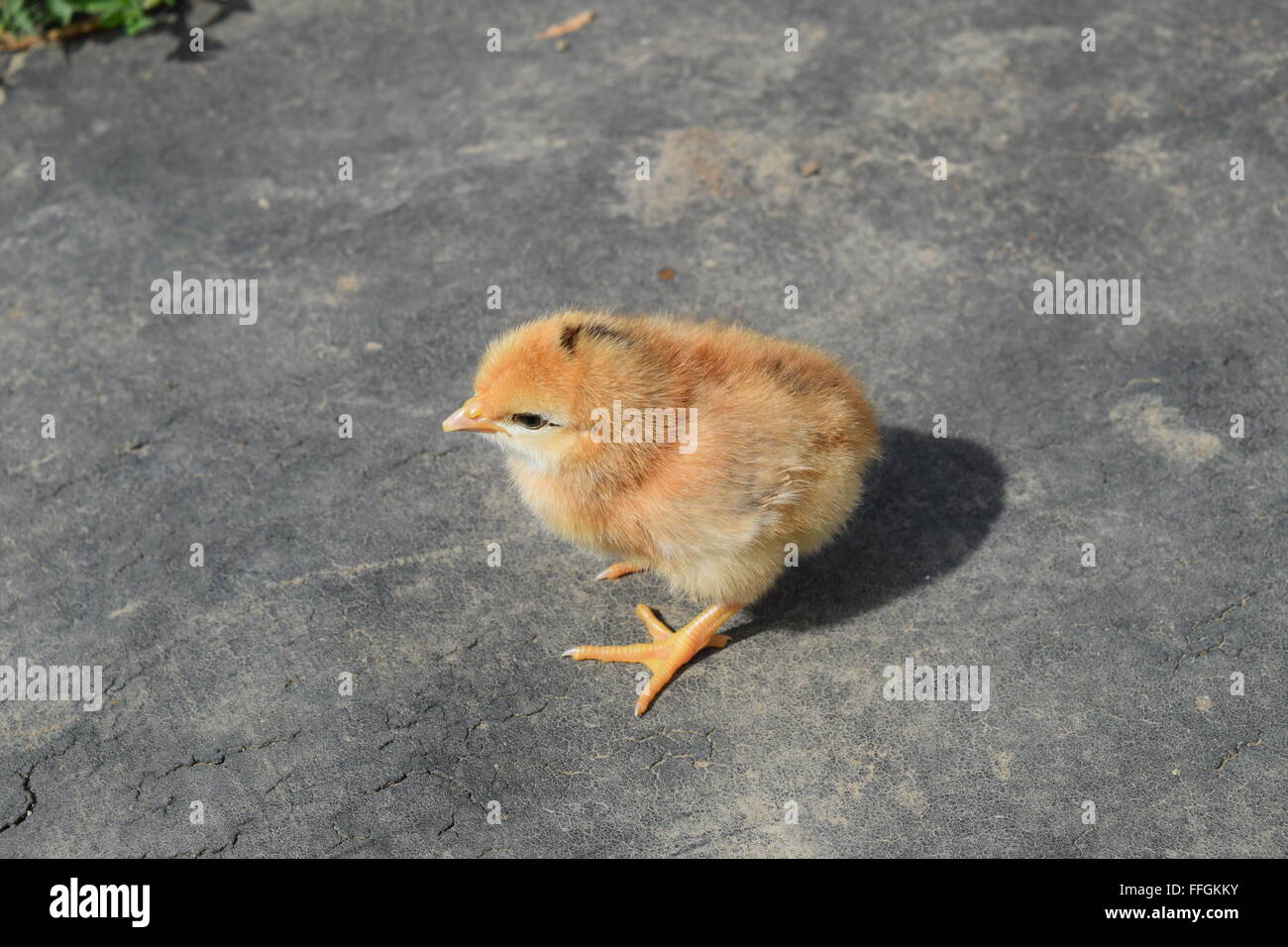 Subsidiary farming hi-res stock photography and images - Alamy