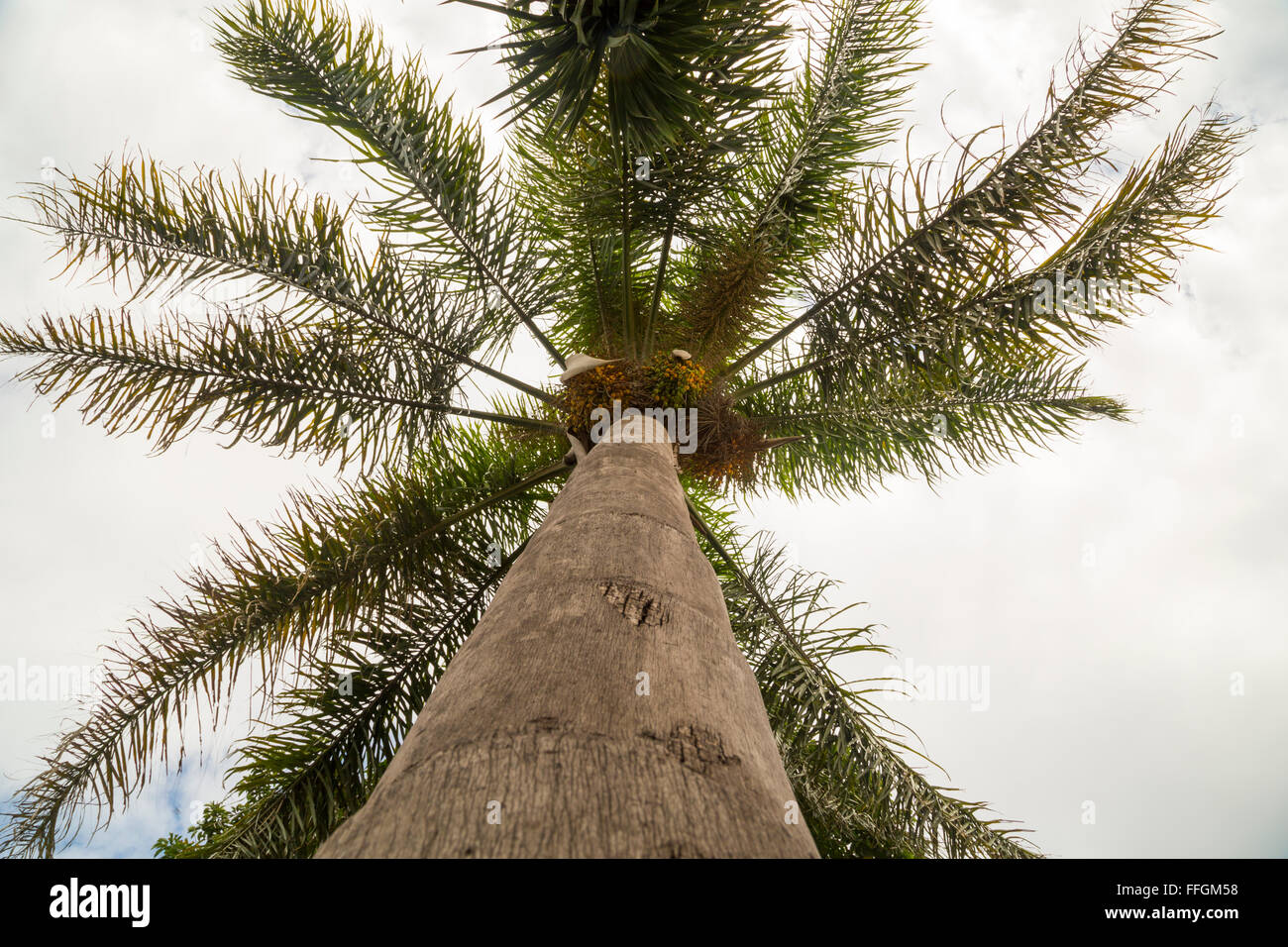 Palm Tree from the bottom Stock Photo - Alamy