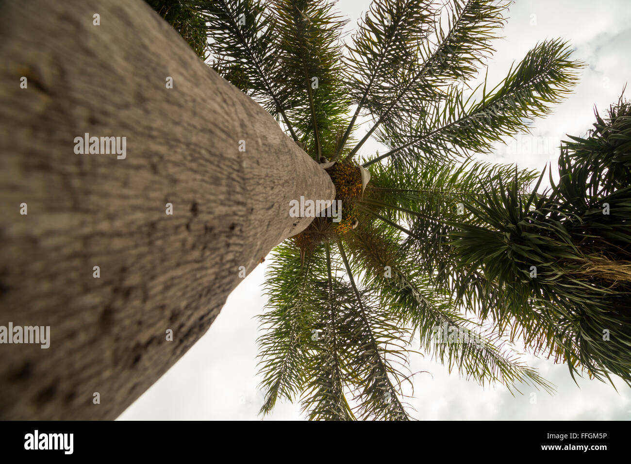 Spreading palm leaves hi-res stock photography and images - Alamy